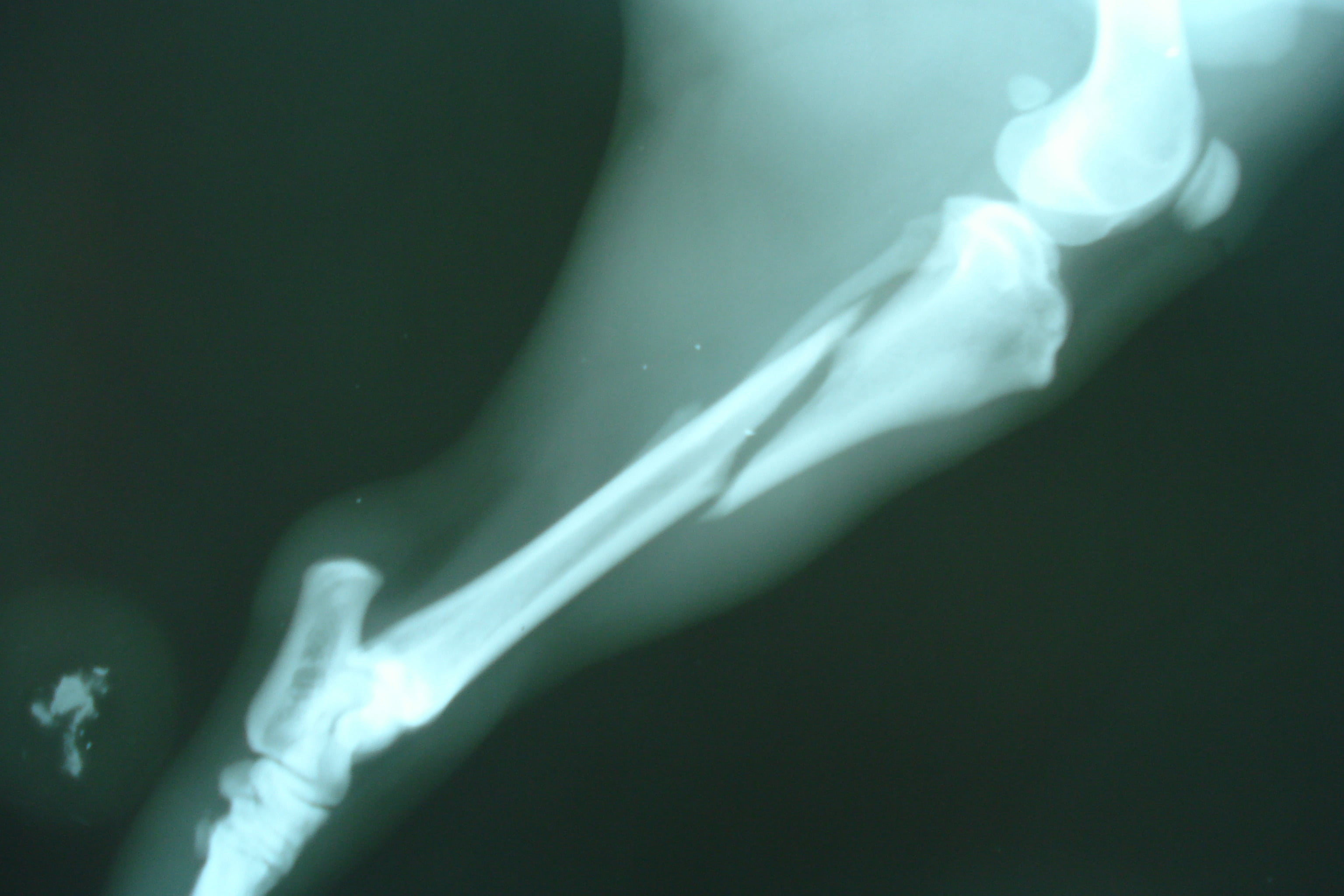 Fracturas en perros y gato ¡Ayuda a tu mascota!