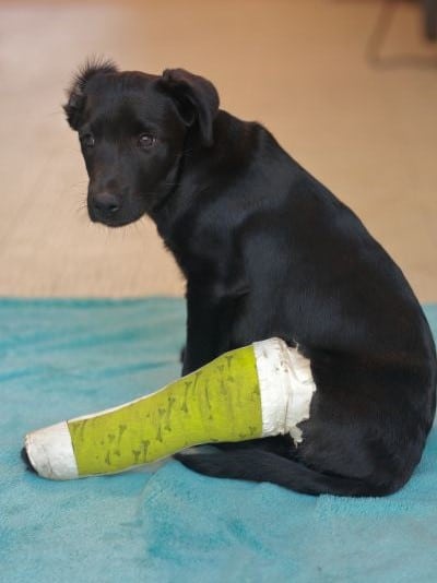 Fracturas en perros y gato ¡Ayuda a tu mascota!